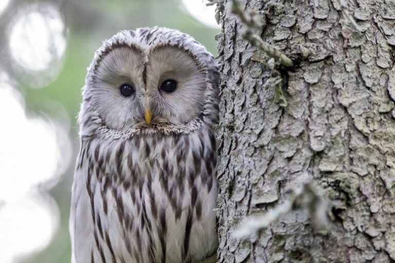 What Does the Symbol of an Owl Represent? Unveiling the Wisdom Behind ...